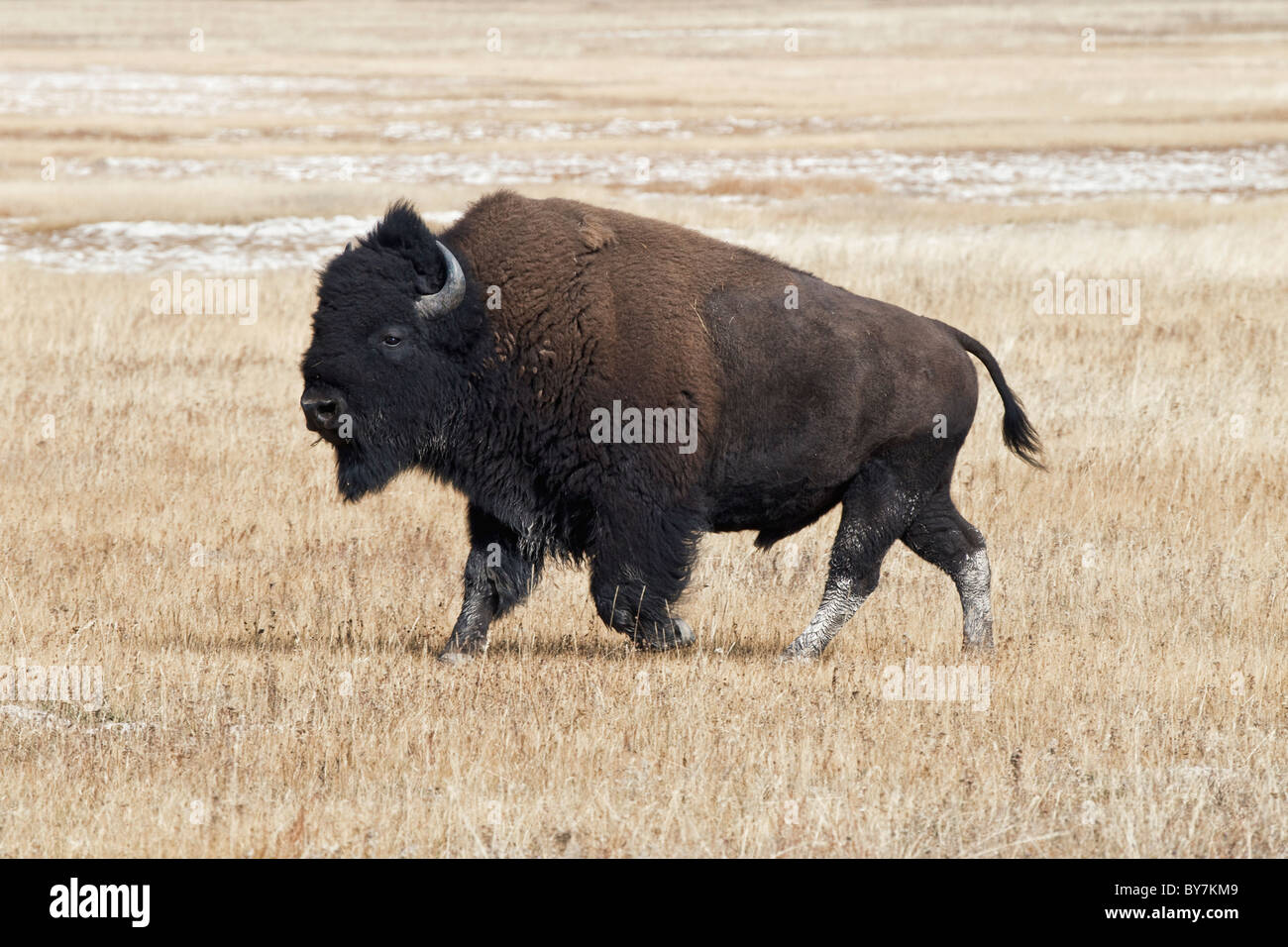 An adult alpha male American Bison running during the rut Stock Photo ...