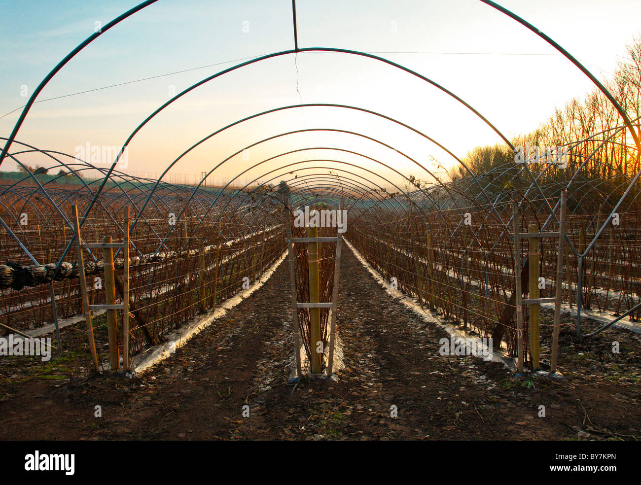 Strawberries polytunnel uk hi-res stock photography and images - Alamy