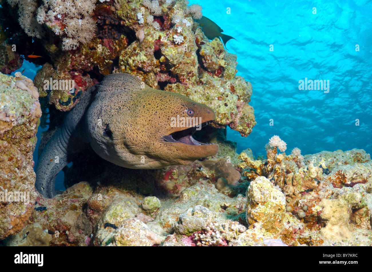 Mediterranean moray (Muraena helena) Red sea, Egypt Stock Photo - Alamy