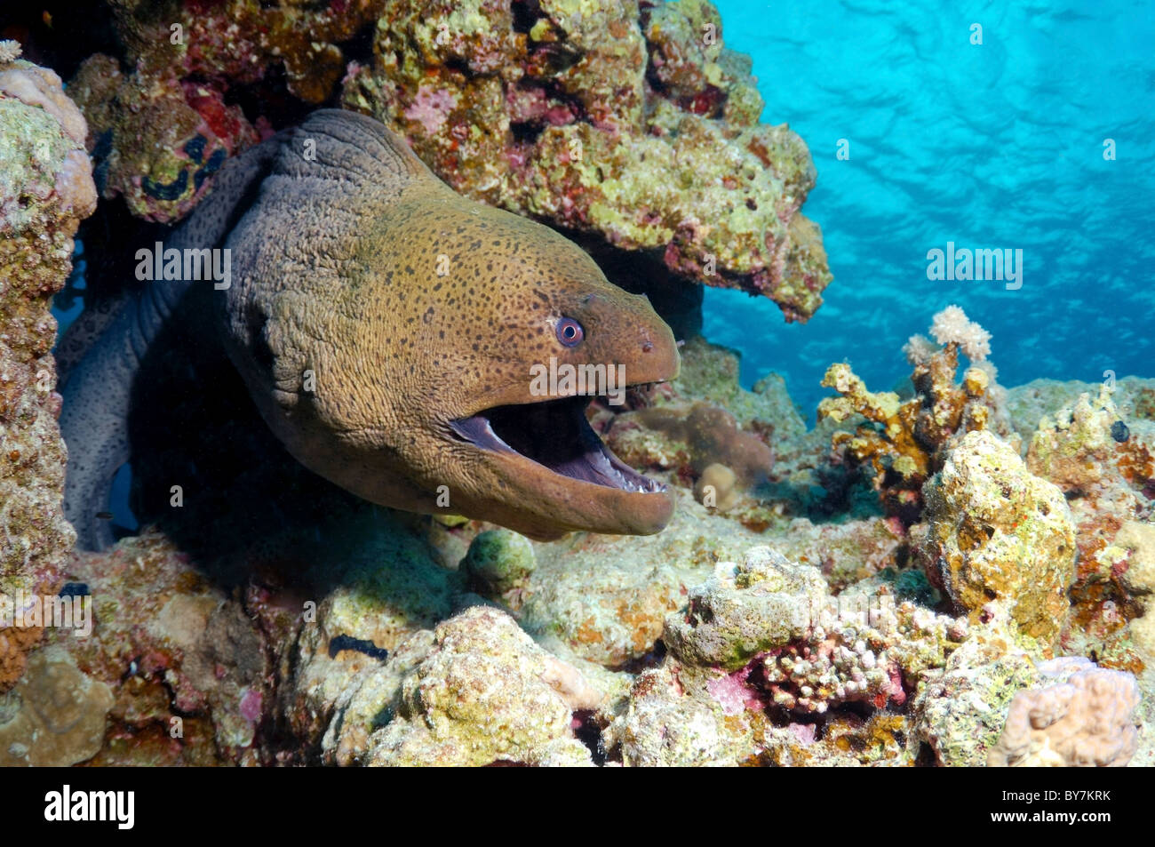 Mediterranean moray (Muraena helena) Red sea, Egypt Stock Photo - Alamy