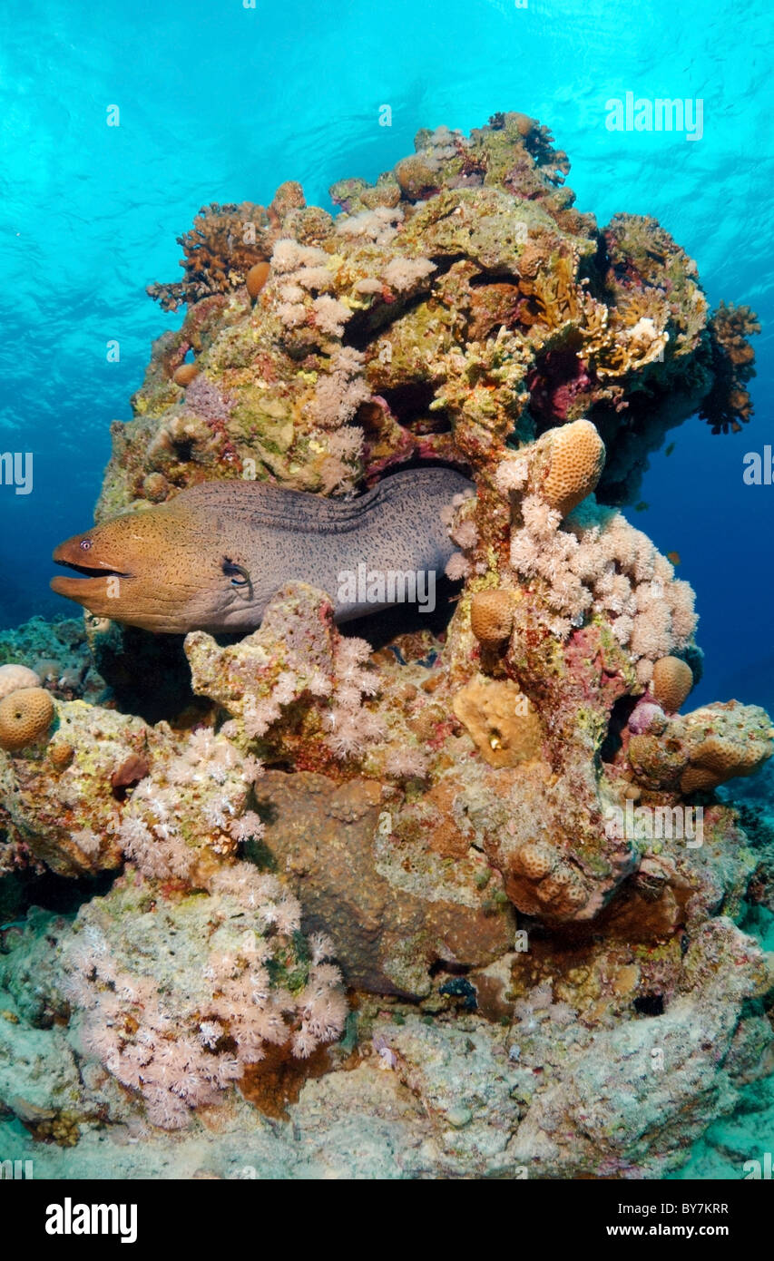 Mediterranean moray (Muraena helena) Red sea, Egypt Stock Photo - Alamy