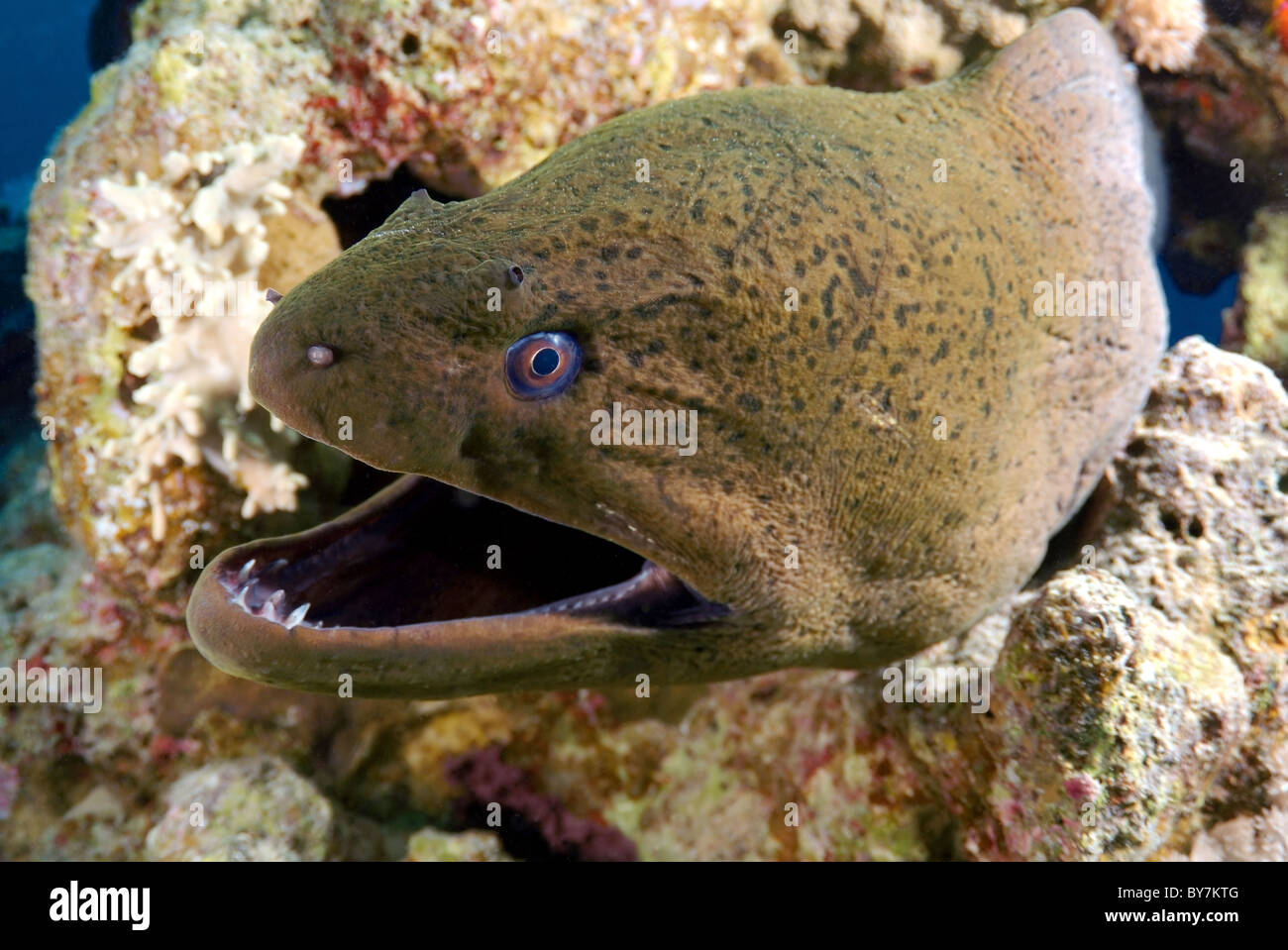 Mediterranean moray (Muraena helena) Red sea, Egypt Stock Photo - Alamy