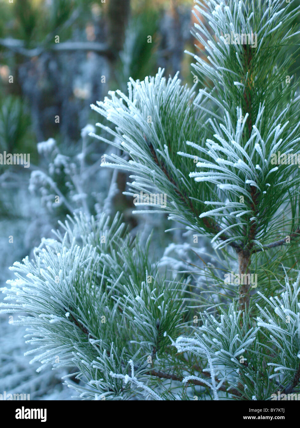 Frozen pine tree, UK Stock Photo - Alamy