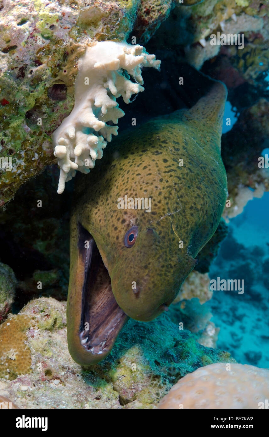 Mediterranean moray (Muraena helena) Red sea, Egypt Stock Photo - Alamy