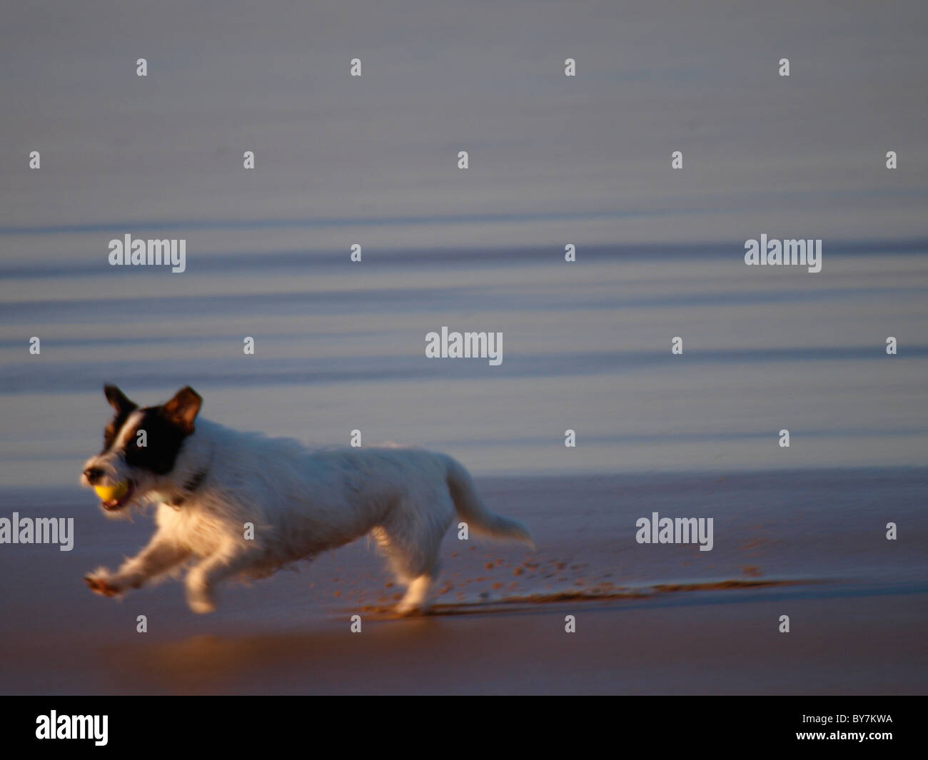 Retrieving a ball hi-res stock photography and images - Alamy