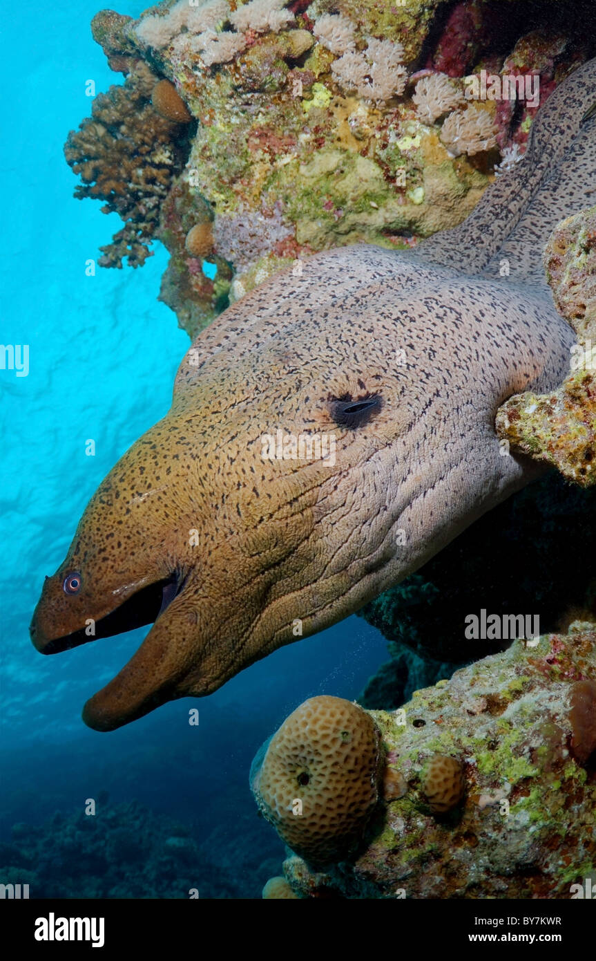 Mediterranean moray (Muraena helena) Red sea, Egypt Stock Photo - Alamy