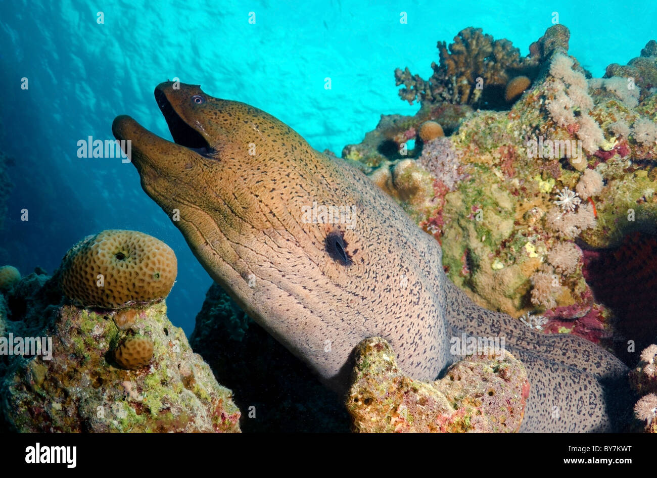 Mediterranean moray (Muraena helena) Red sea, Egypt Stock Photo - Alamy