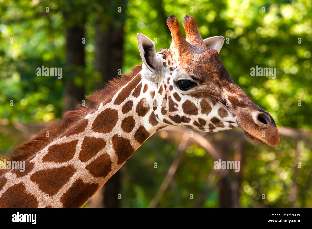 Giraff Neck High Resolution Stock Photography and Images - Alamy