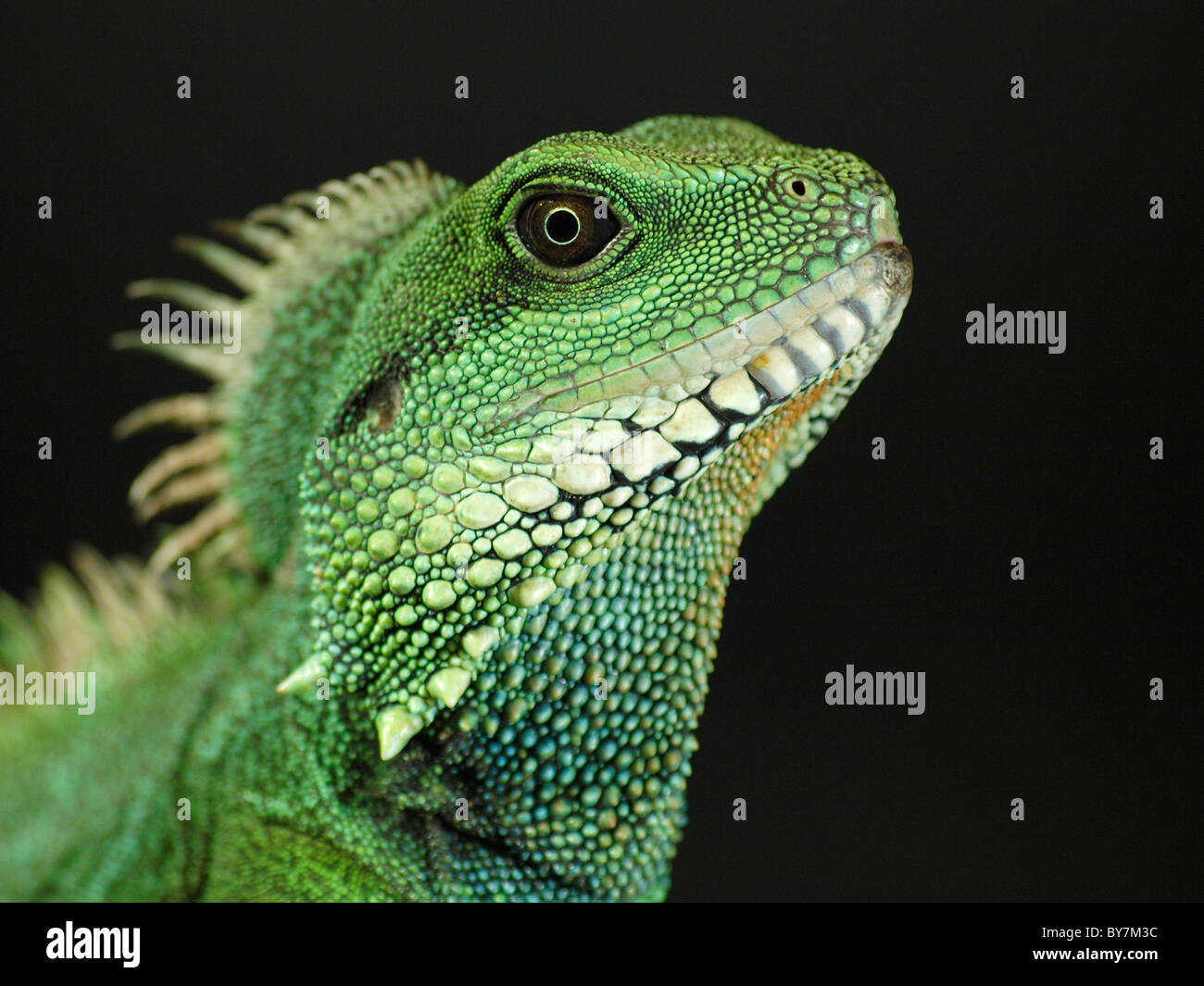 Male water dragon hi-res stock photography and images - Alamy