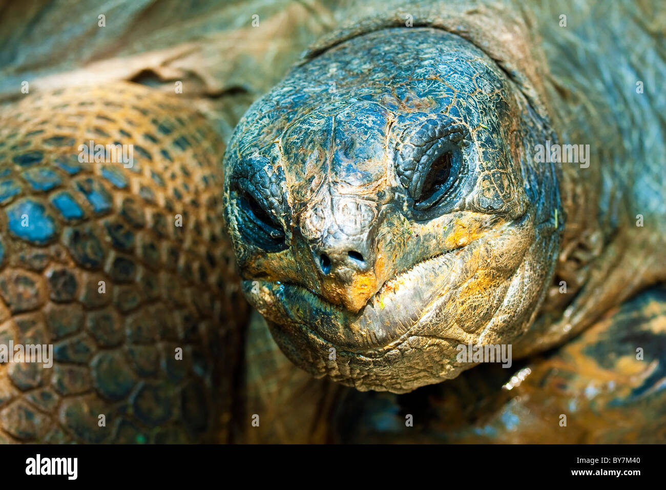 Ugly turtle hi-res stock photography and images - Alamy