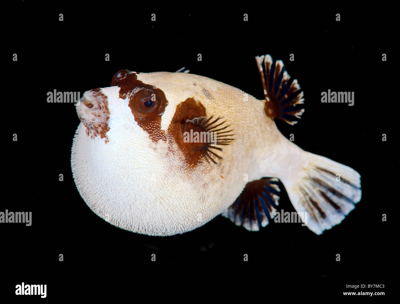 Masked puffer hi-res stock photography and images - Alamy