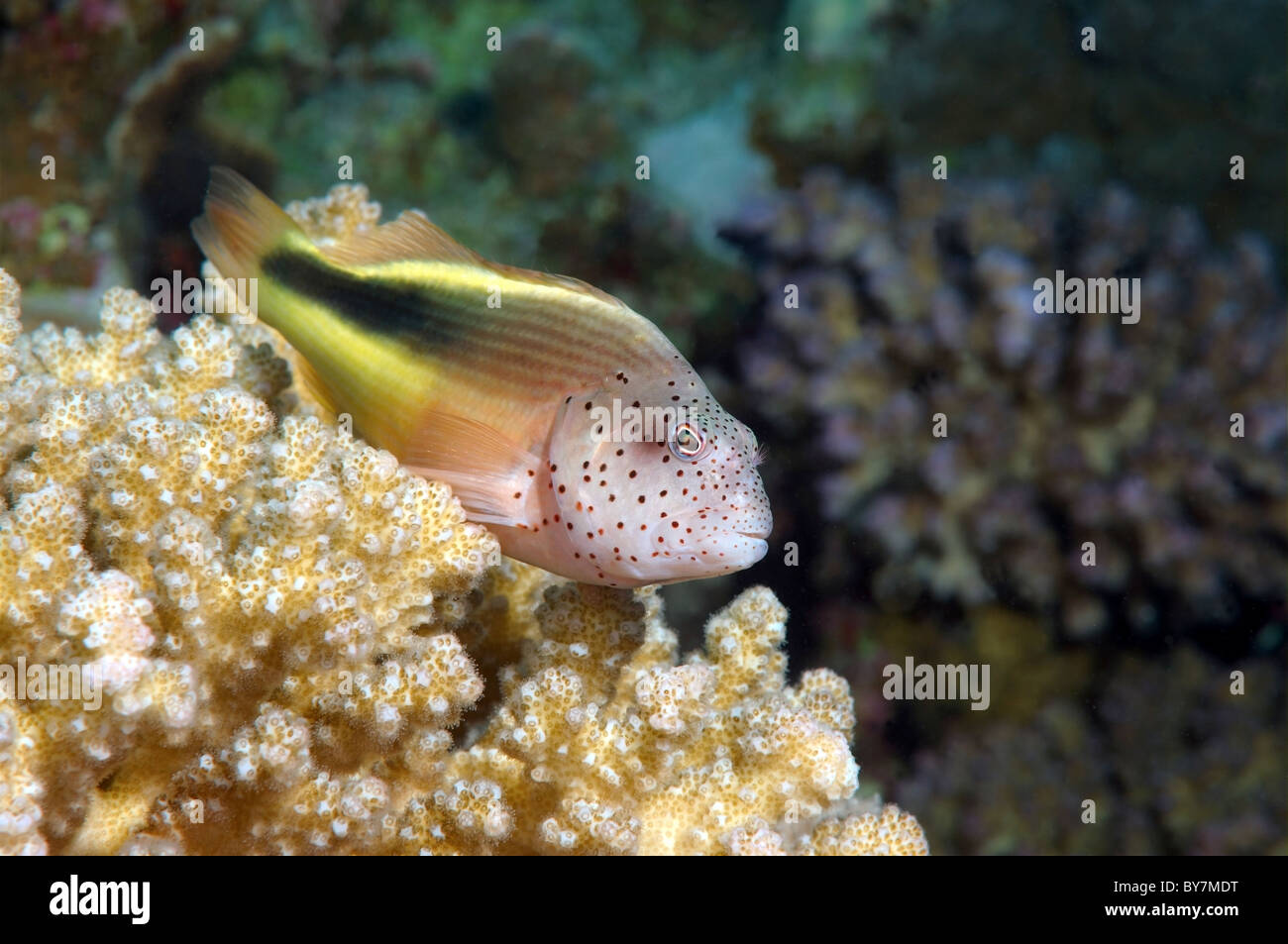 Perched freckled hawkfish hi-res stock photography and images - Alamy