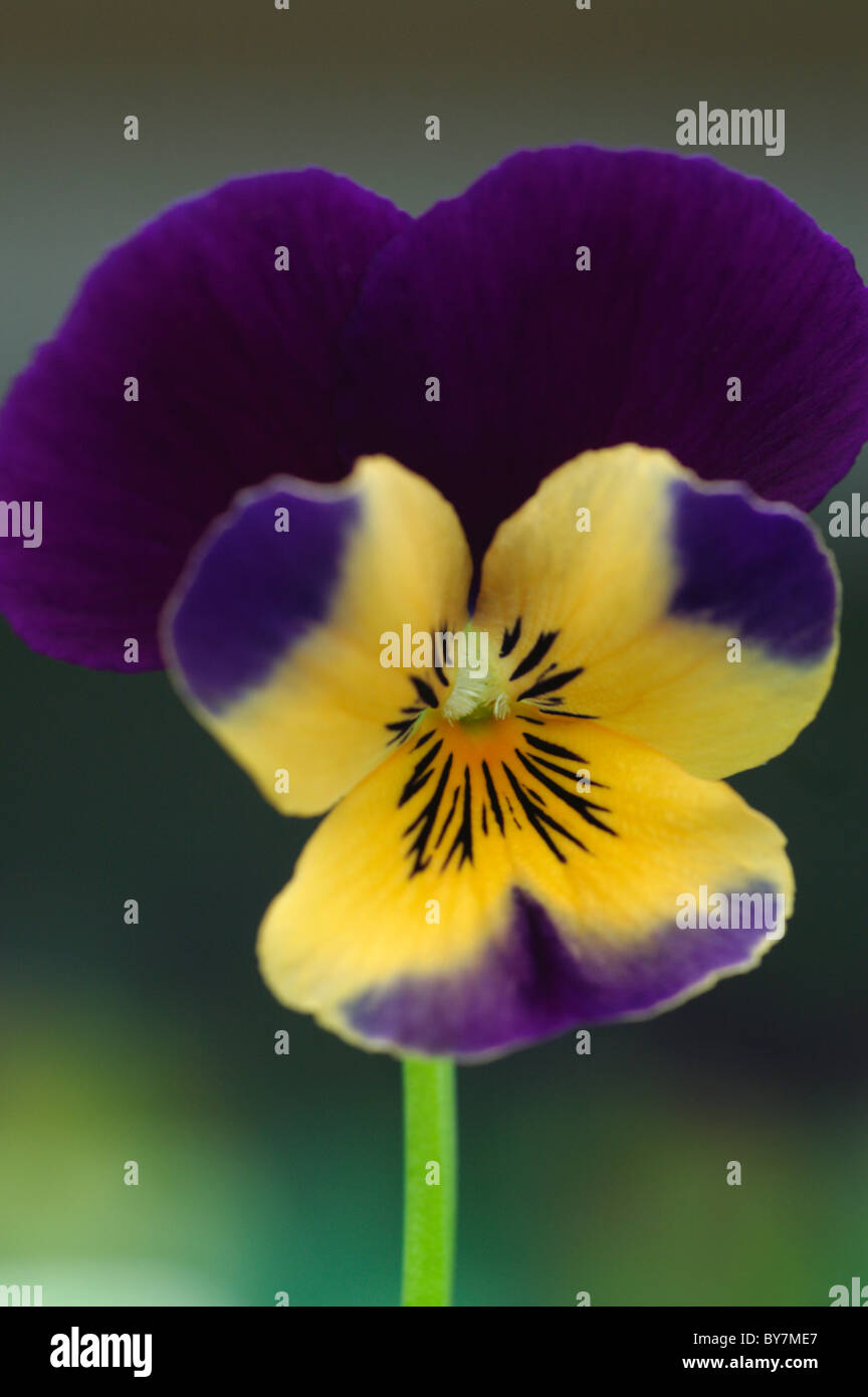 VIOLA SORBET ORANGE DUET Stock Photo - Alamy