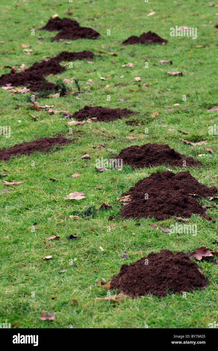 Mole Damage High Resolution Stock Photography and Images - Alamy