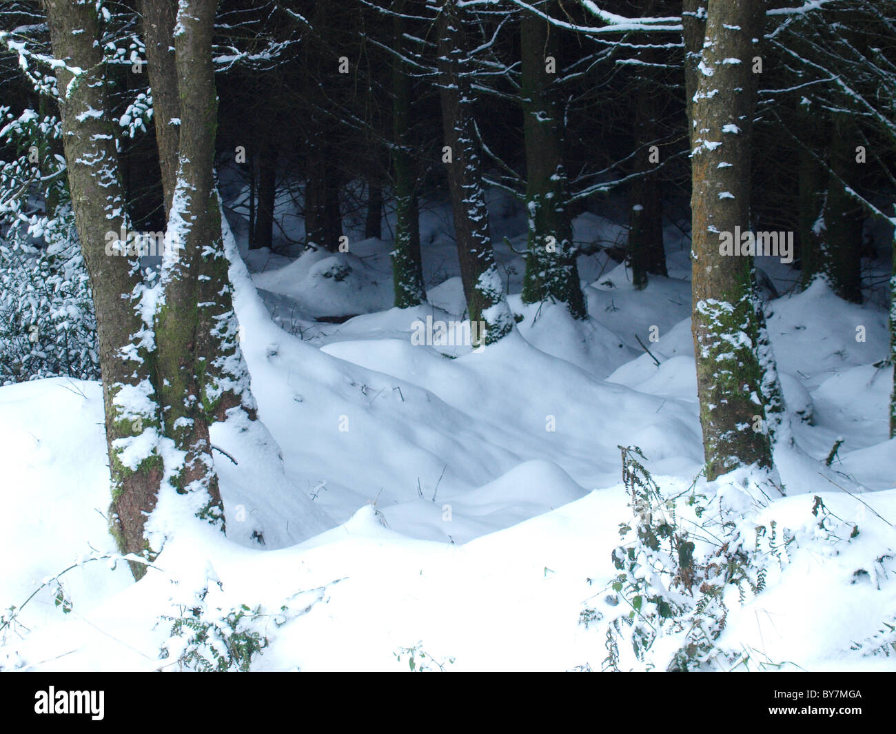 Snow under the trees in a wood, Devon, UK Stock Photo - Alamy