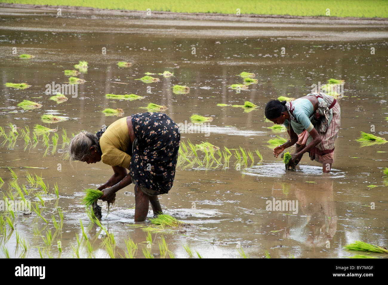 Kerala women farmers hi-res stock photography and images - Alamy