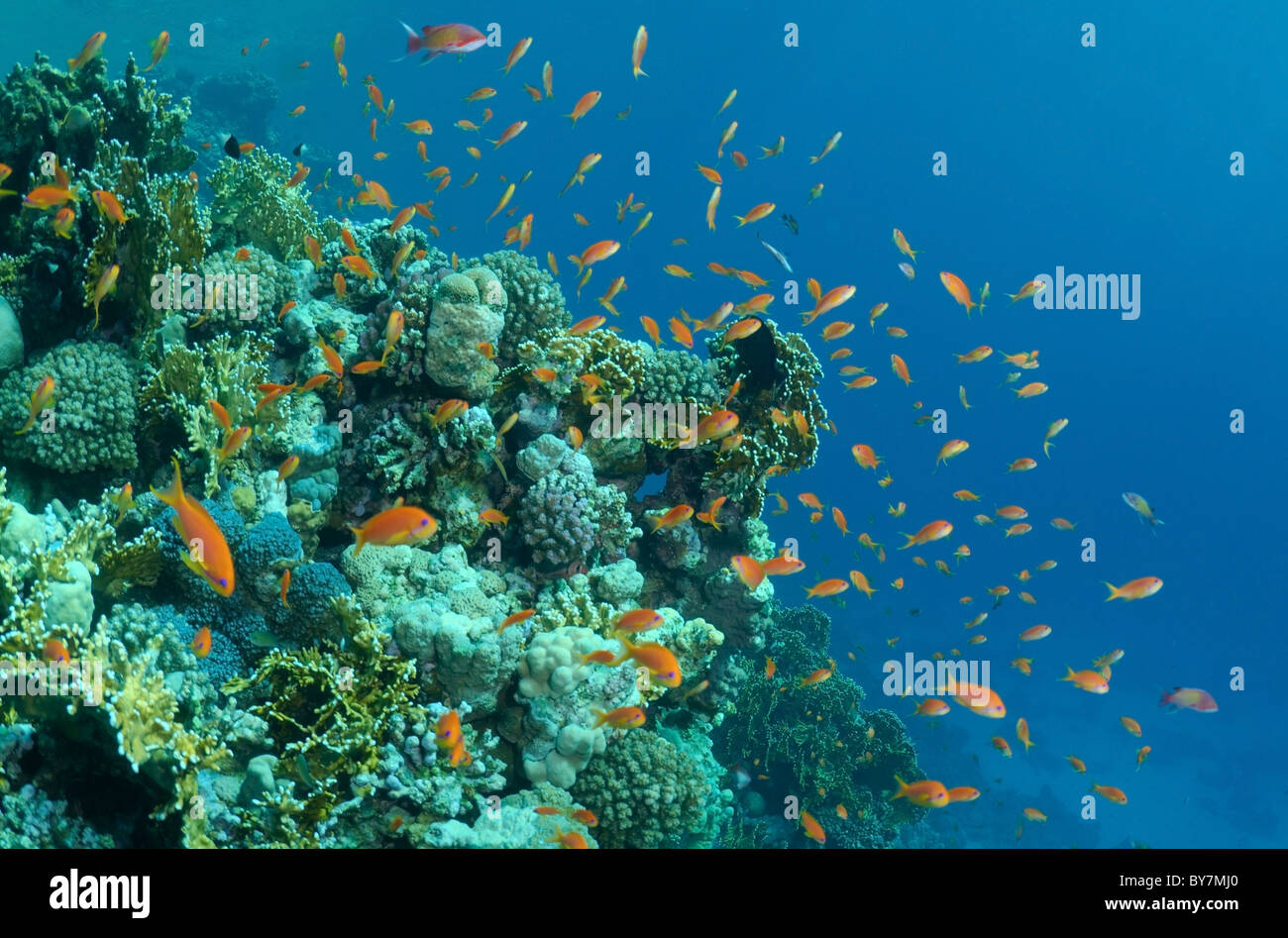 school of fish Sea goldie Jevel fairy basslet (Pseudanthias ...