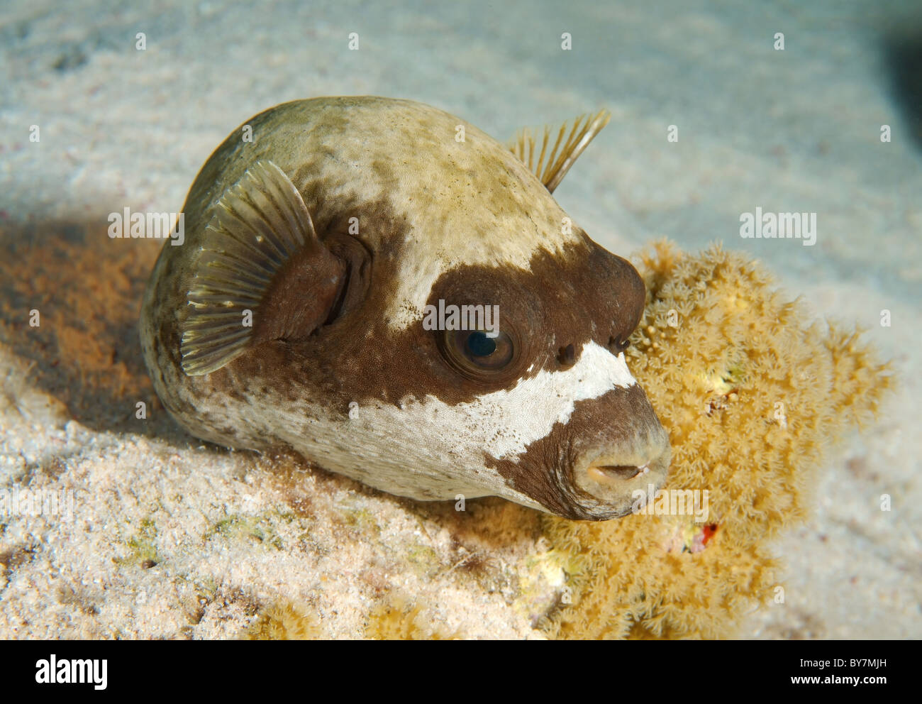 Masked puffer (arothron diadematus Stock Photo - Alamy