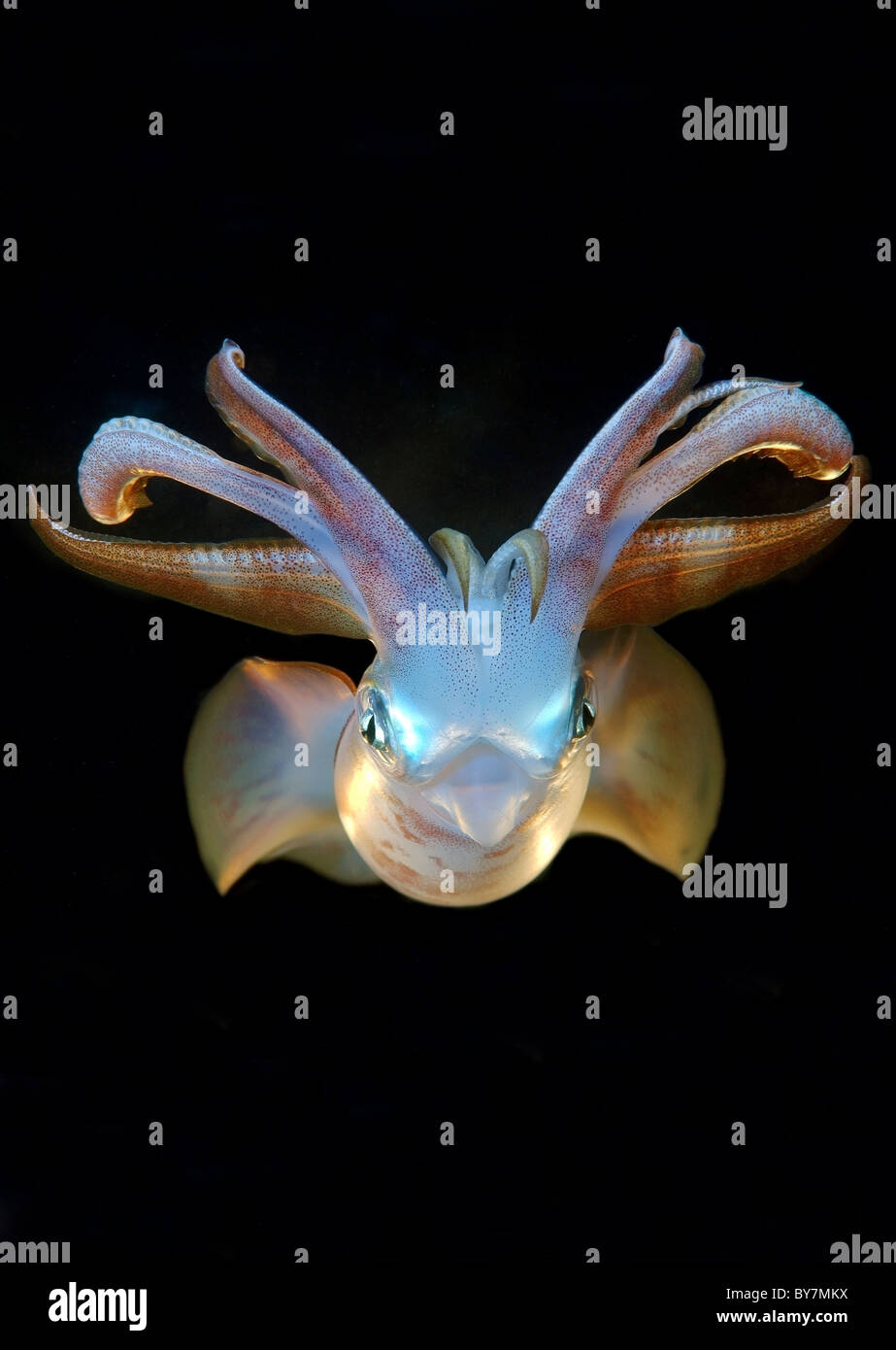 Bigfin reef squid (Sepioteuthis lessoniana Stock Photo - Alamy