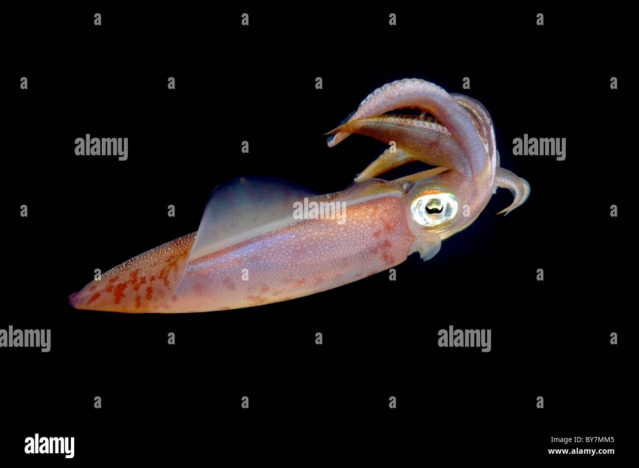 Bigfin reef squid (Sepioteuthis lessoniana Stock Photo - Alamy