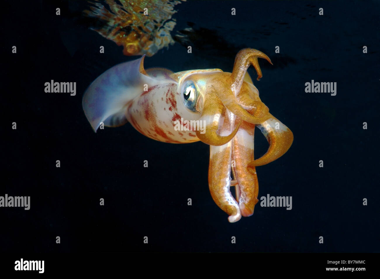 Bigfin reef squid (Sepioteuthis lessoniana Stock Photo - Alamy