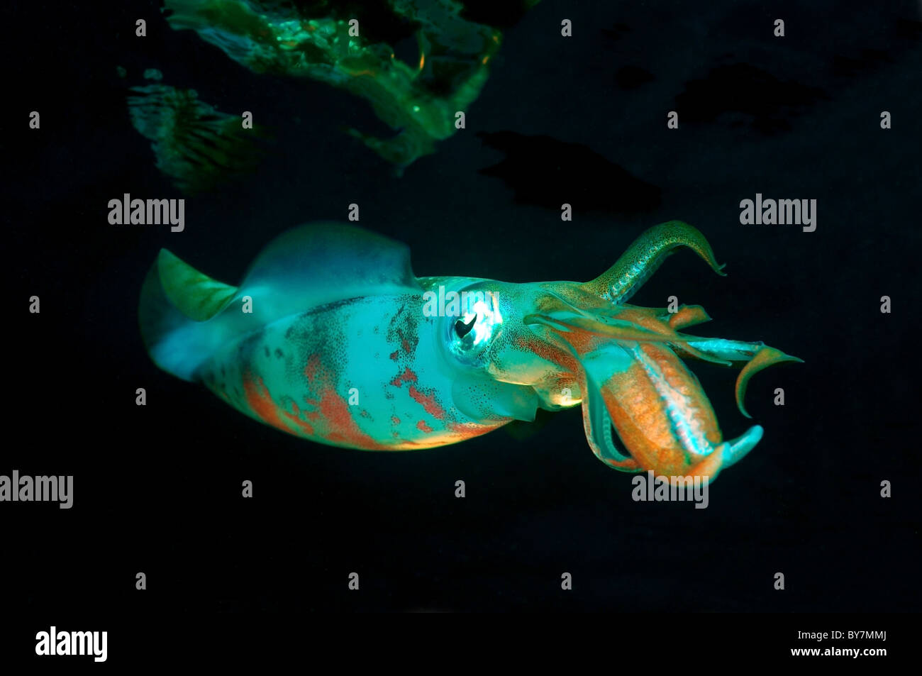 Bigfin reef squid (Sepioteuthis lessoniana Stock Photo - Alamy