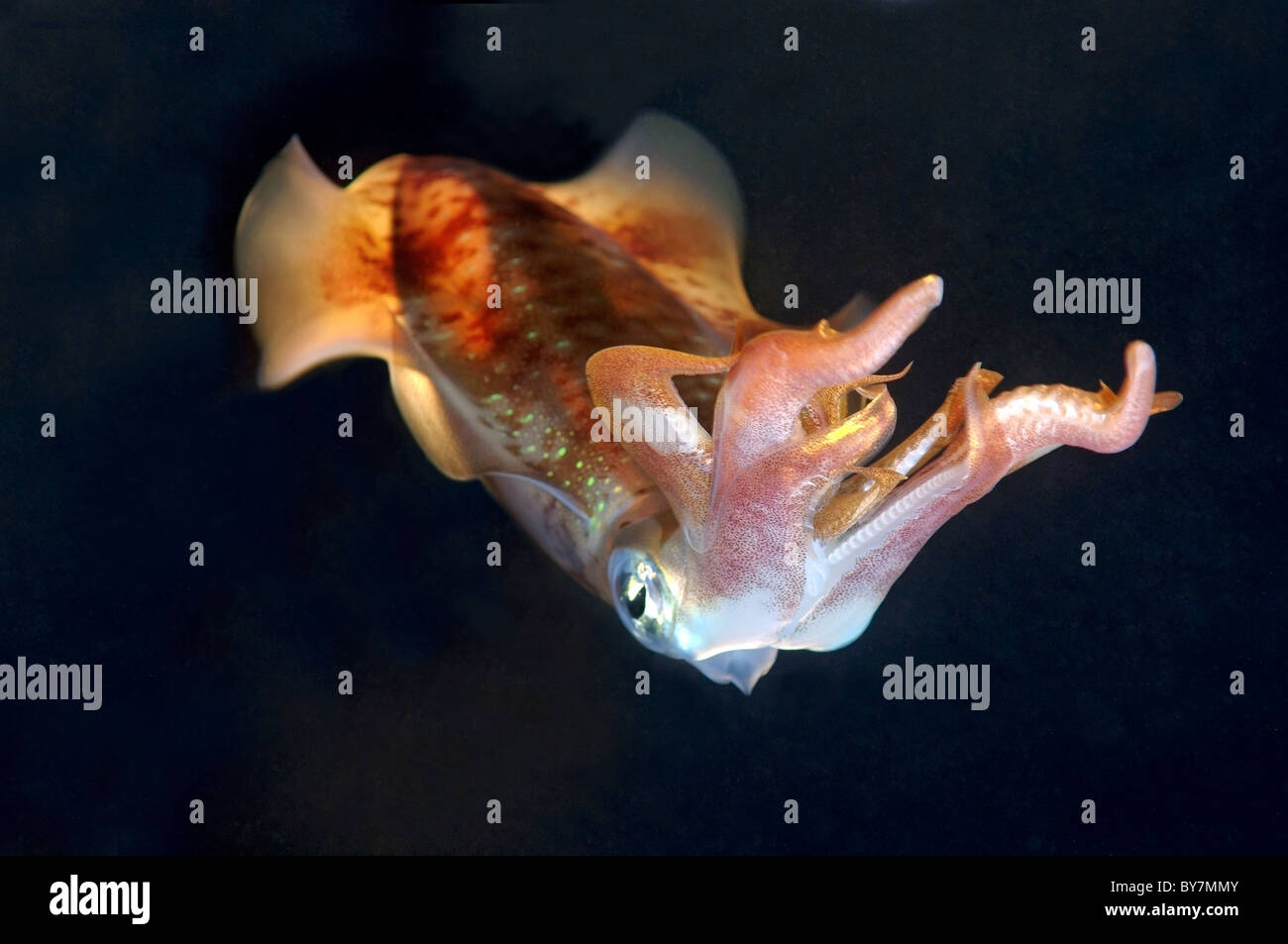 Bigfin reef squid (Sepioteuthis lessoniana Stock Photo - Alamy