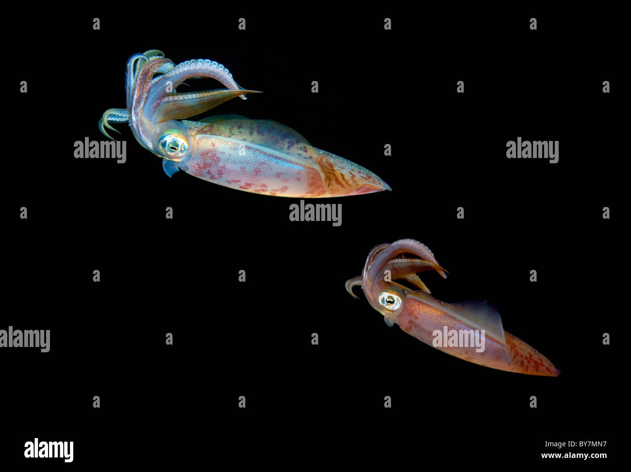 Two Bigfin reef squid (Sepioteuthis lessoniana Stock Photo - Alamy