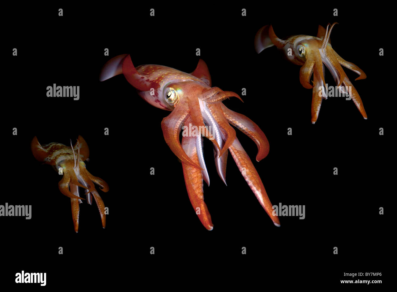 Three Bigfin reef squid (Sepioteuthis lessoniana Stock Photo - Alamy