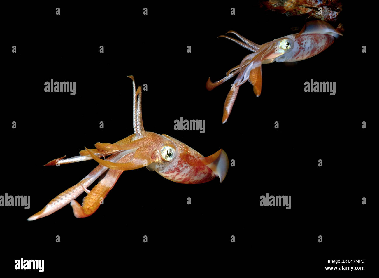 Two Bigfin reef squid (Sepioteuthis lessoniana Stock Photo - Alamy