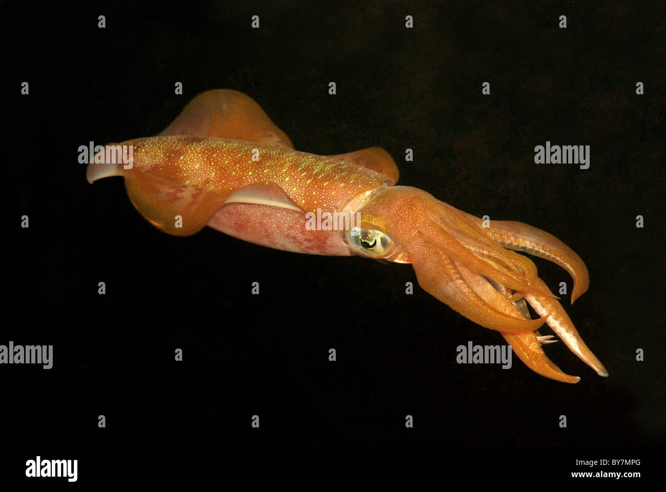 Bigfin reef squid (Sepioteuthis lessoniana Stock Photo - Alamy