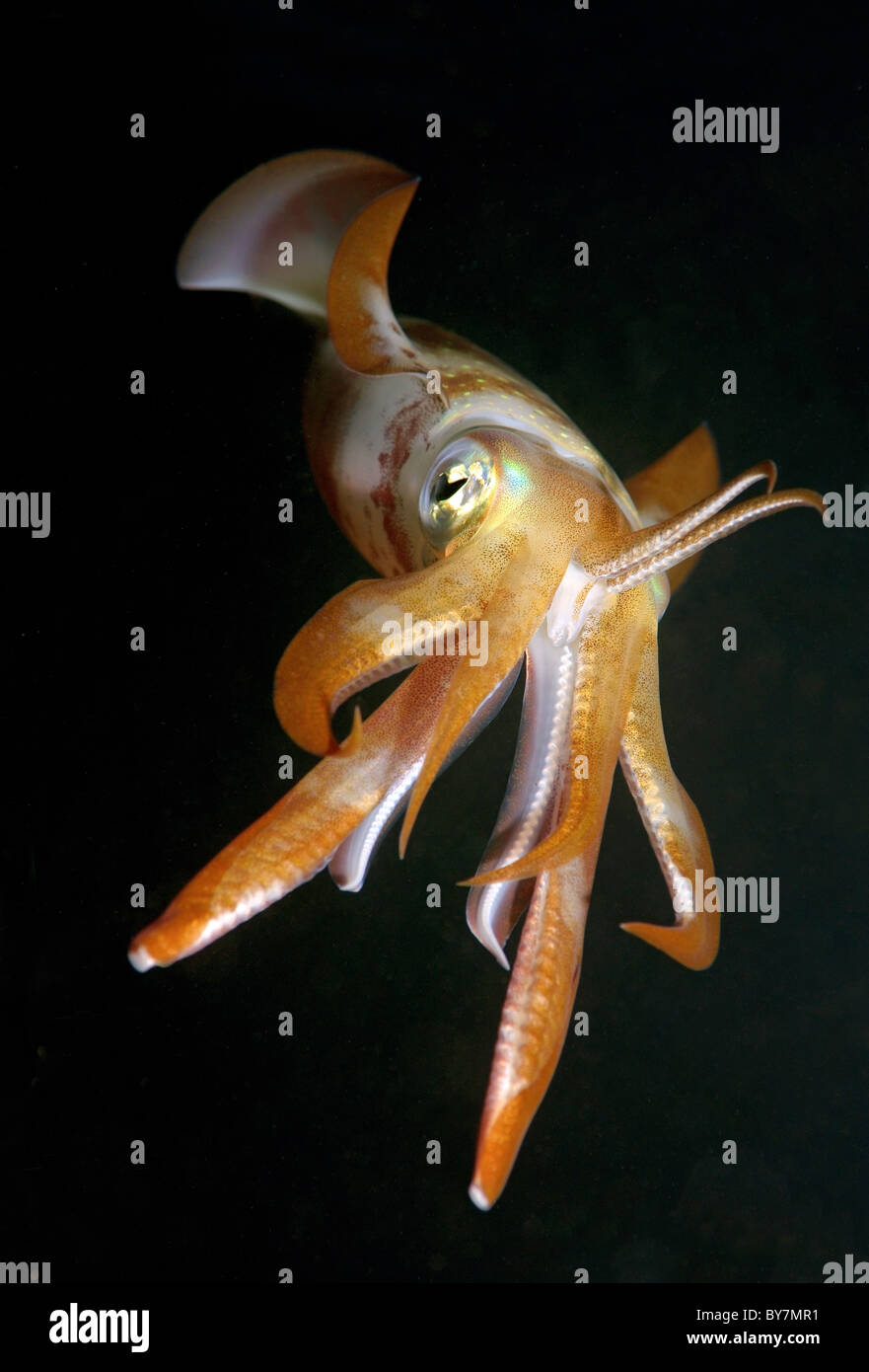 Bigfin reef squid (Sepioteuthis lessoniana Stock Photo - Alamy