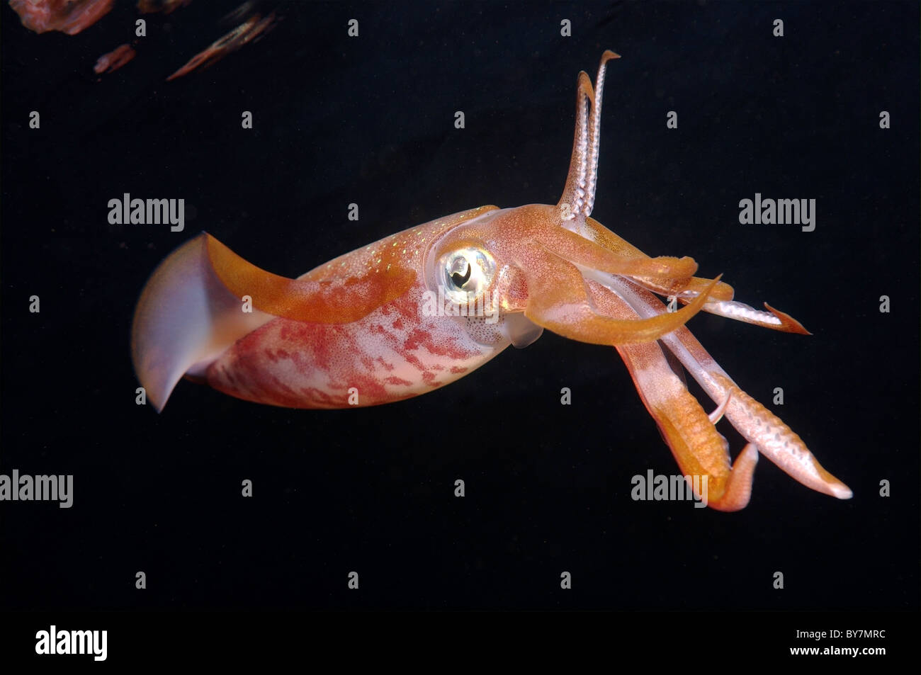 Bigfin reef squid (Sepioteuthis lessoniana Stock Photo - Alamy
