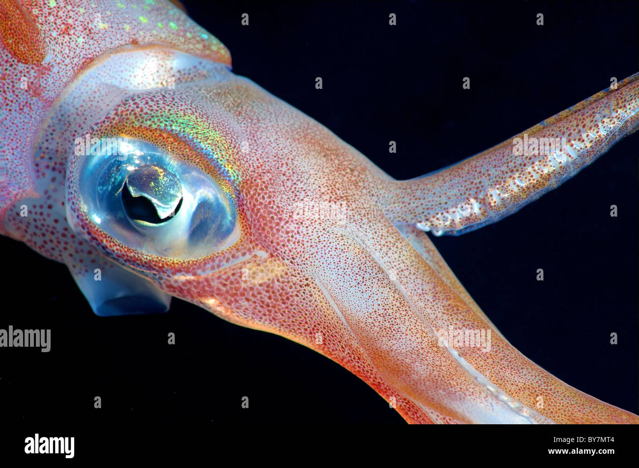 Bigfin reef squid (Sepioteuthis lessoniana Stock Photo - Alamy