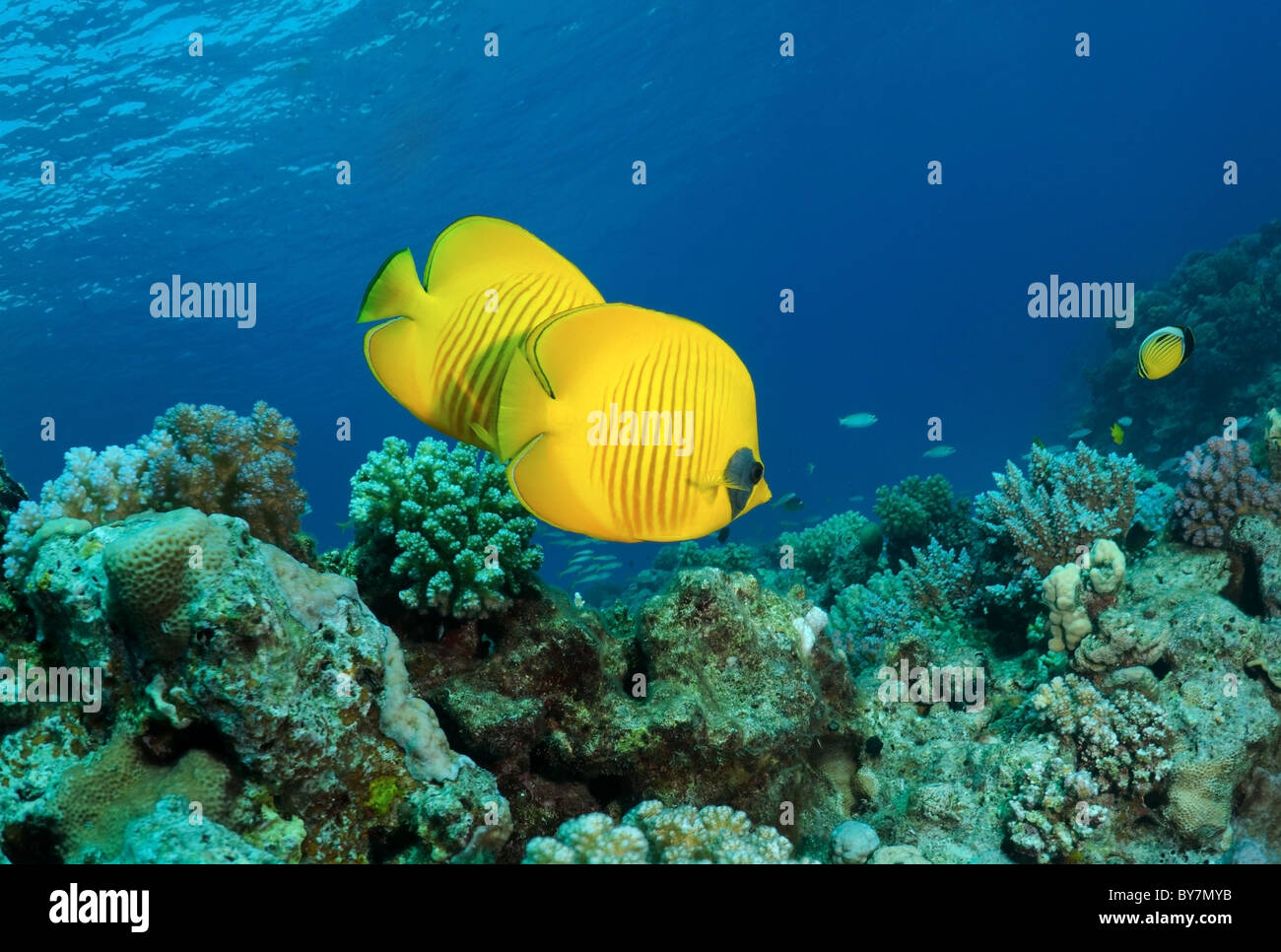 Masked butterfly, Golden butterflyfish, Bluecheek butterflyfish ...