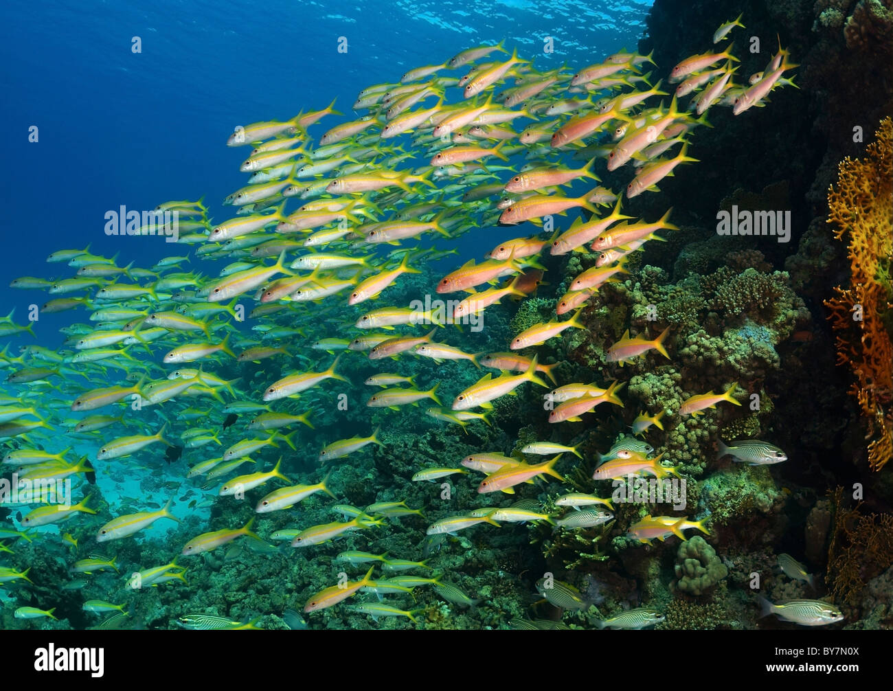 school of fish Yellowfin goatfish (Mulloidichthys vanicolensis), Red ...