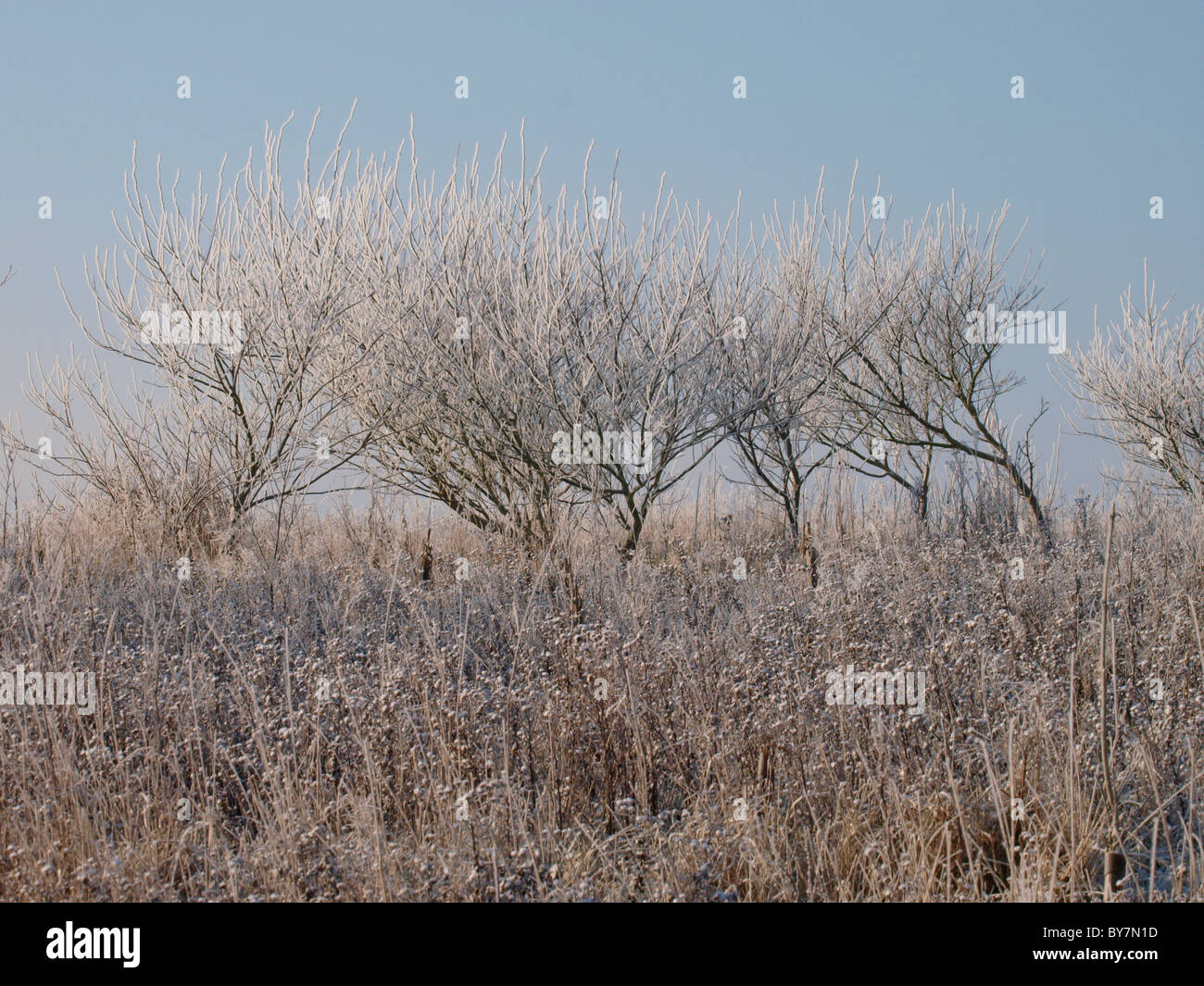 Frozen plants uk hi-res stock photography and images - Alamy