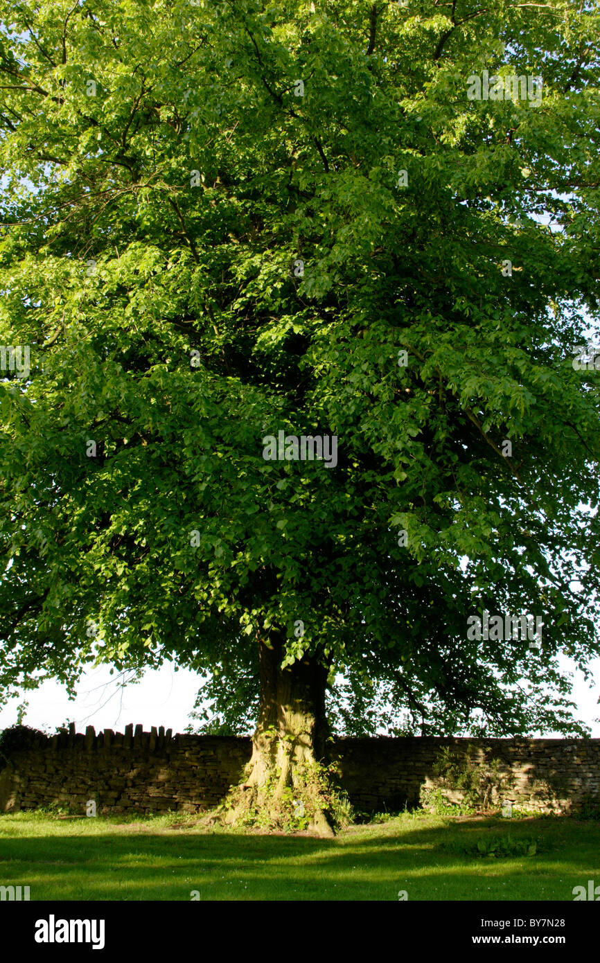 Lime tree (Tilia genus) in rural garden, Buckinghamshire, England, UK ...