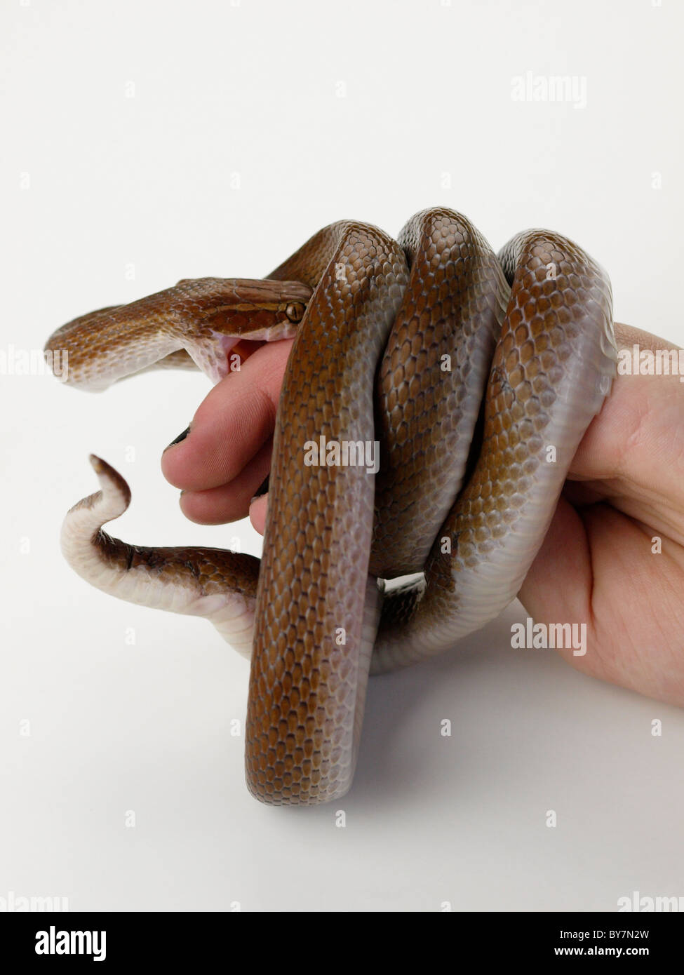 Snake bite hand hi-res stock photography and images - Alamy
