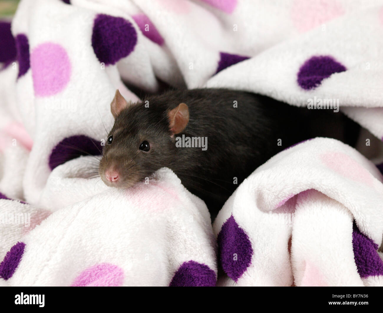 Fancy rat hi-res stock photography and images - Alamy