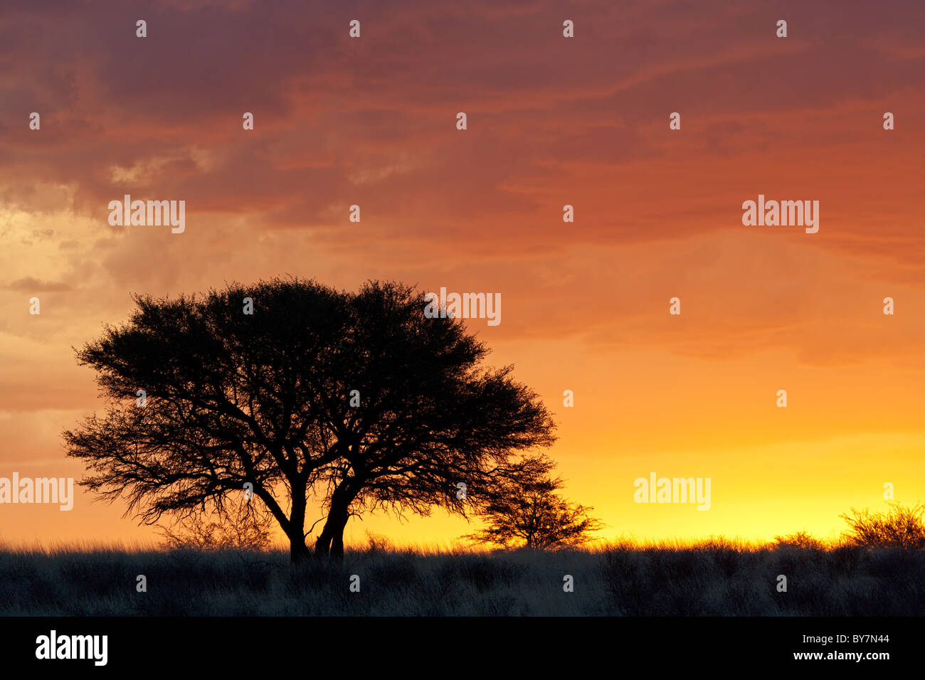 Sunset with silhouetted African Acacia tree, Kgalagadi Transfrontier Park, South Africa Stock ...