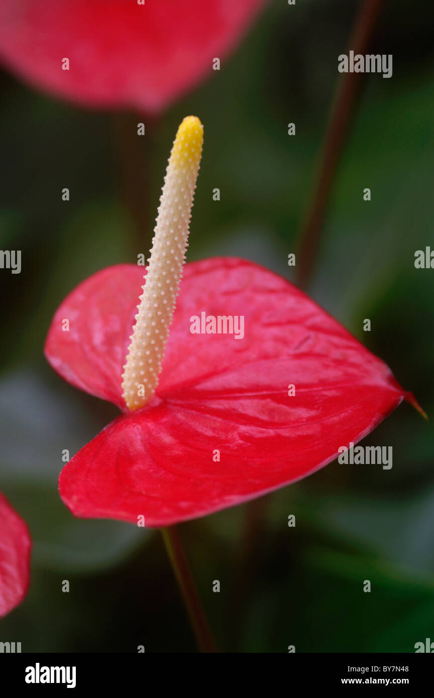 Anthurium Red Love Stock Photo - Alamy