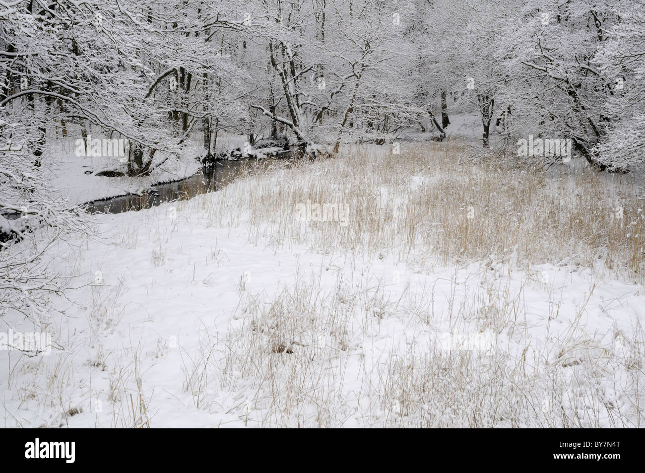 Alder tree marsh hi-res stock photography and images - Alamy