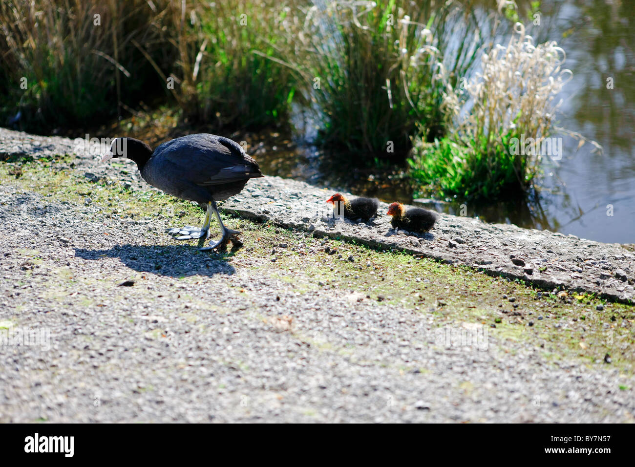 A Coot Hen leading her two chicks down the riverbank Stock Photo - Alamy
