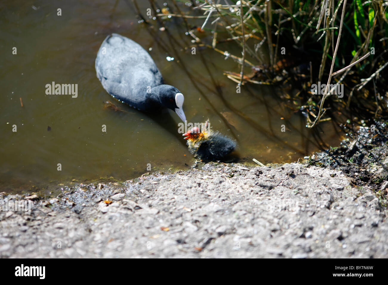 A Coot Hen feeding her chick at the ponds edge Stock Photo - Alamy