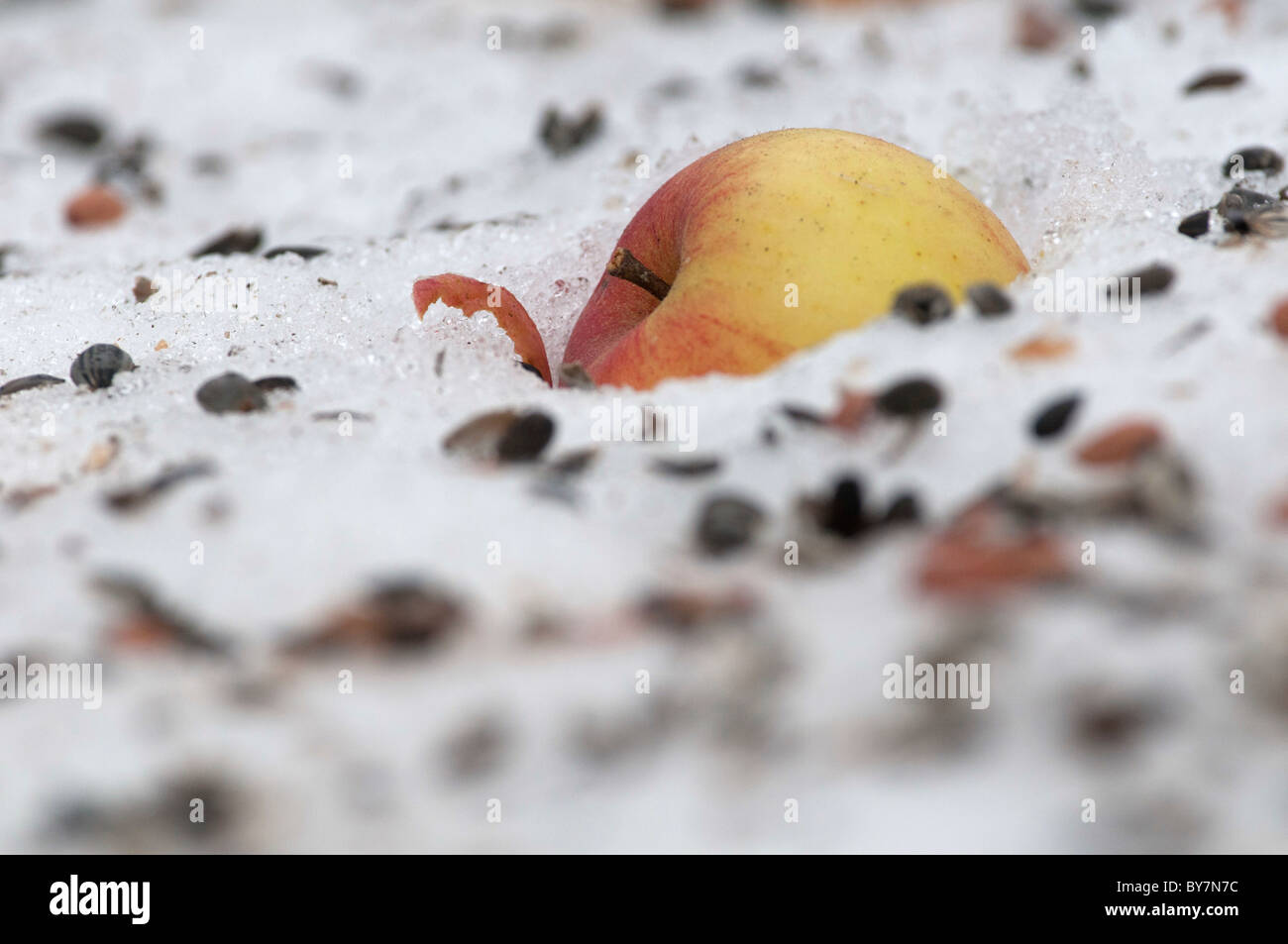 Apple in snow Stock Photo - Alamy