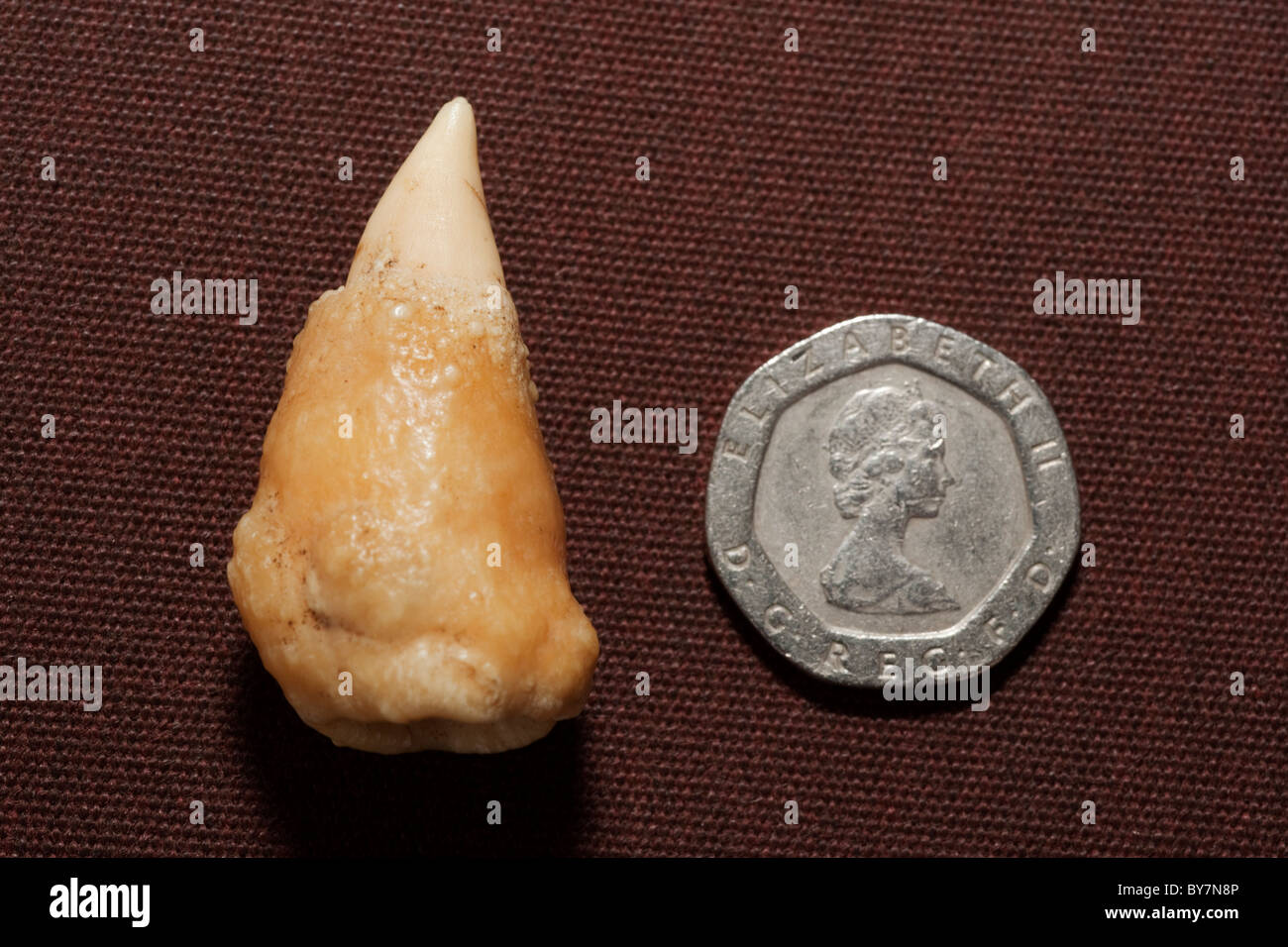 Tooth of a male Longmans Beaked Whale, Indopacetus pacificus, stranded ...