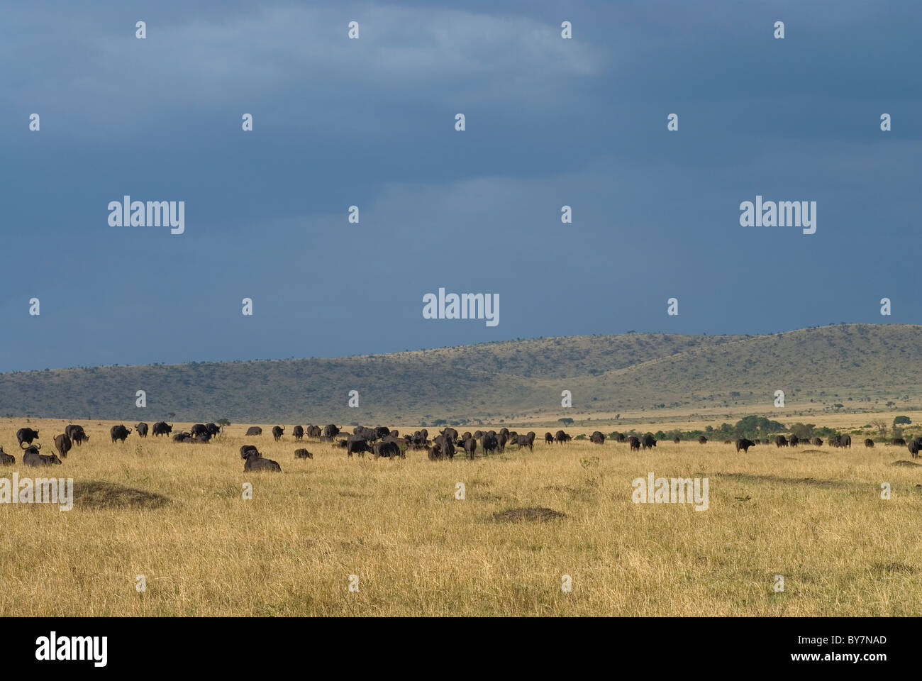 Large herd of cape buffalo hi-res stock photography and images - Alamy