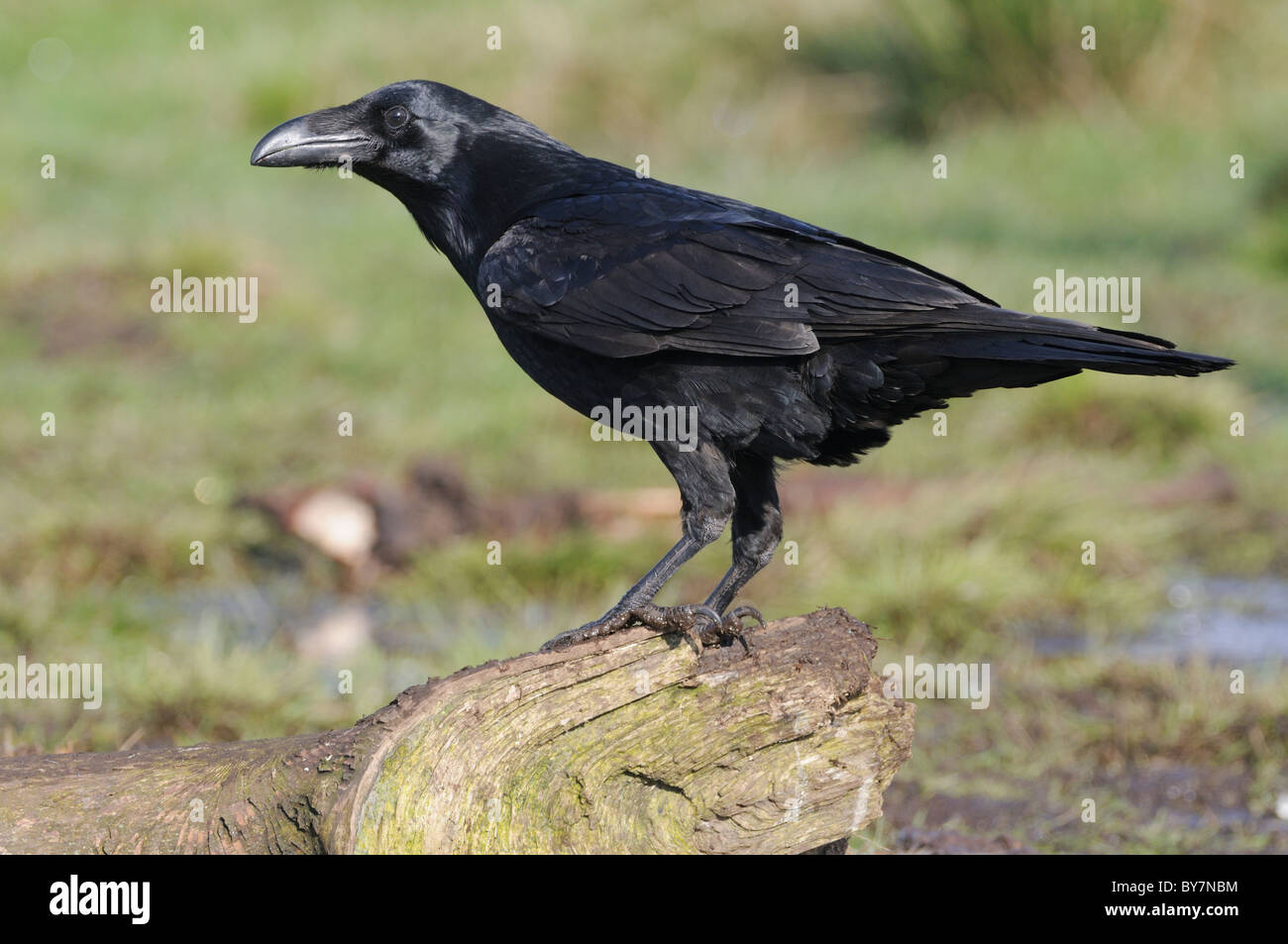 Raven is resting on a stub Stock Photo - Alamy
