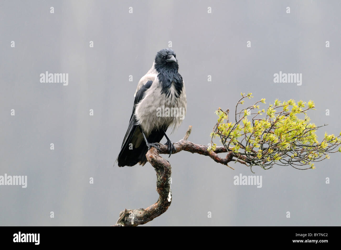 Hooded crow resting on a pine tree Stock Photo - Alamy